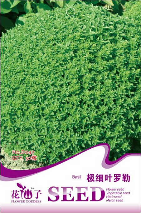 US$ 0.73 - Super Small Thin Leaf Basil Herb 'Fine Minette' Organic ...