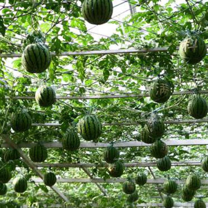 watermelon fruit tree