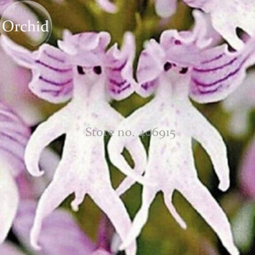 cat faced orchids