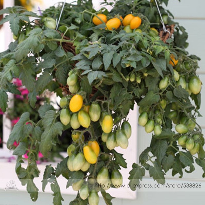 US$ 0.95 - Pearl Drops Tomato F1 Seeds, Professional Pack, 100 Seeds ...