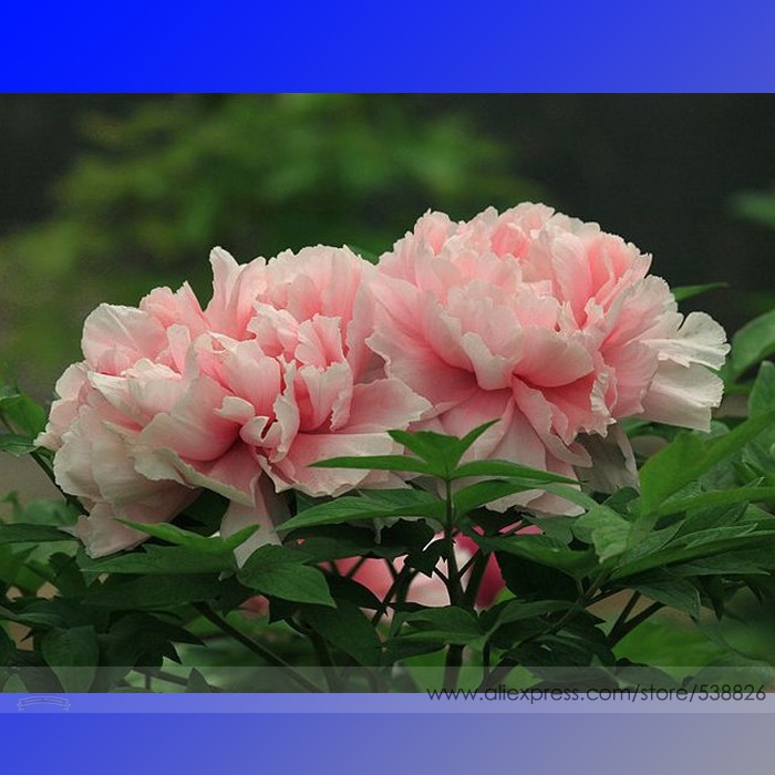 US$ 0.73 - Rare Heirloom Pink Peony 'Gu Luo Kui' Garden Plant Seeds ...