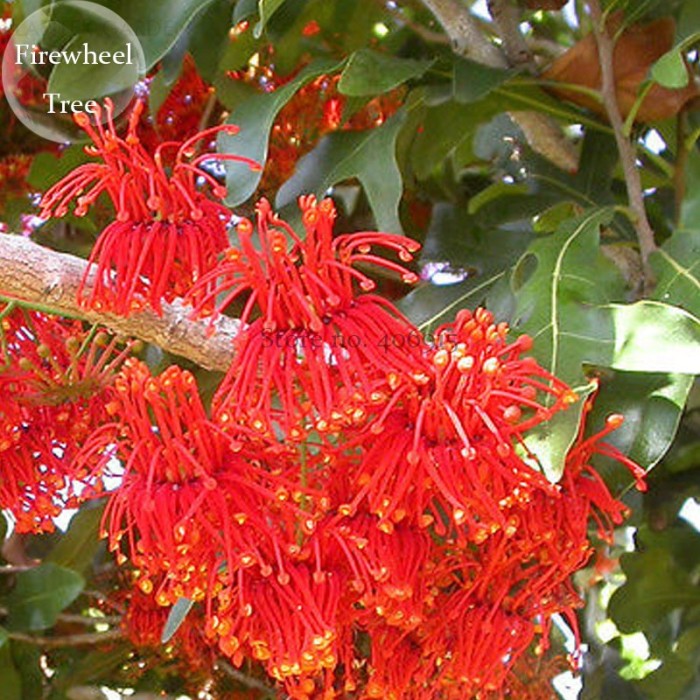 fire wheel tree flower