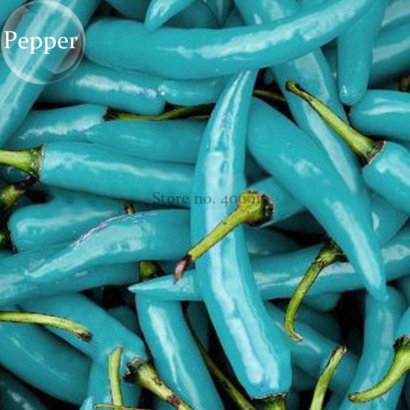US$ 0.72 - Blue Turquoise Chili Pepper, 20 seeds, rare heirloom hybrid ...