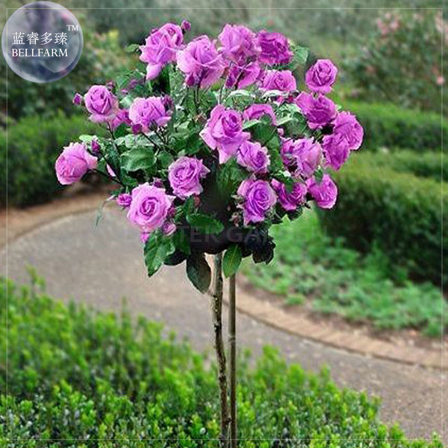 US$ 0.72 - 'Qi pai' Purple Big Blooms Rose Tree Seeds, Professional ...