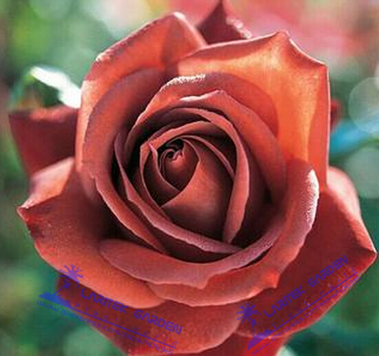 US$ 8.75 - *UNIQUE* Louis Xiv Rose seeds Perennials 200 Seeds Heirloom ...