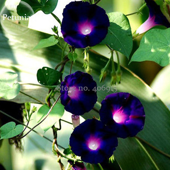 ipomoea nil flower