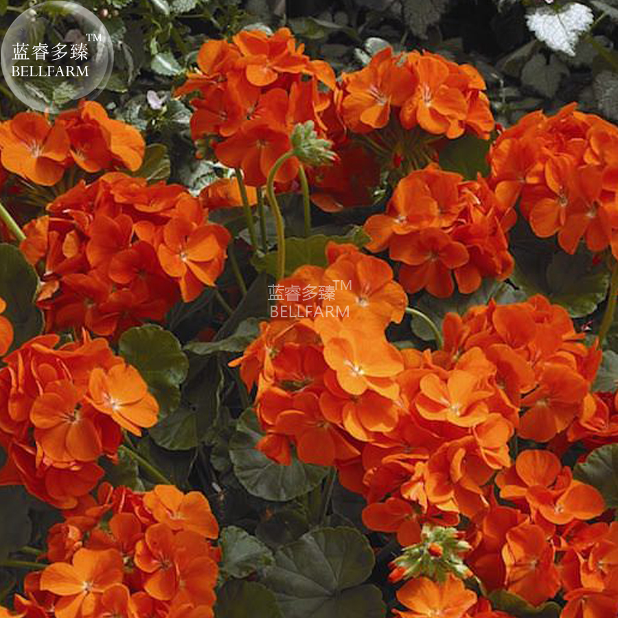 US$ 1.45 - BELLFARM Geranium Maverick Orange Perennial Flower Seeds, 10 ...