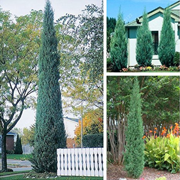 pencil point juniper tree