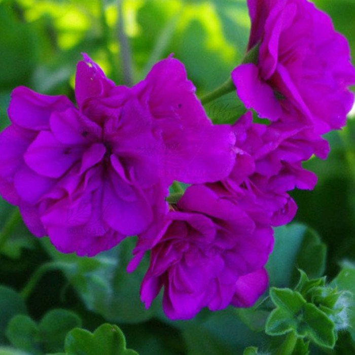 double pelargoniums