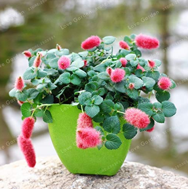 red cat shrub
