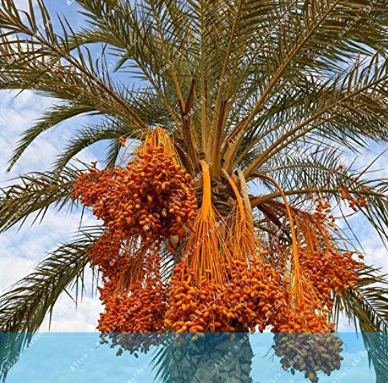 medjool date palm