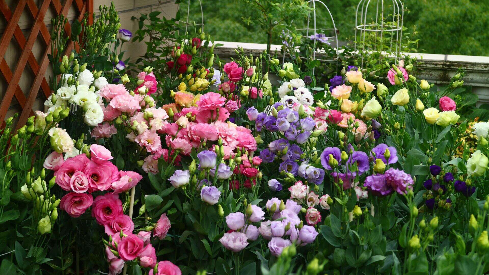 US$ 15.32 - 100PCS Mixed Eustoma Seeds Imported Eustoma grandiflorum ...