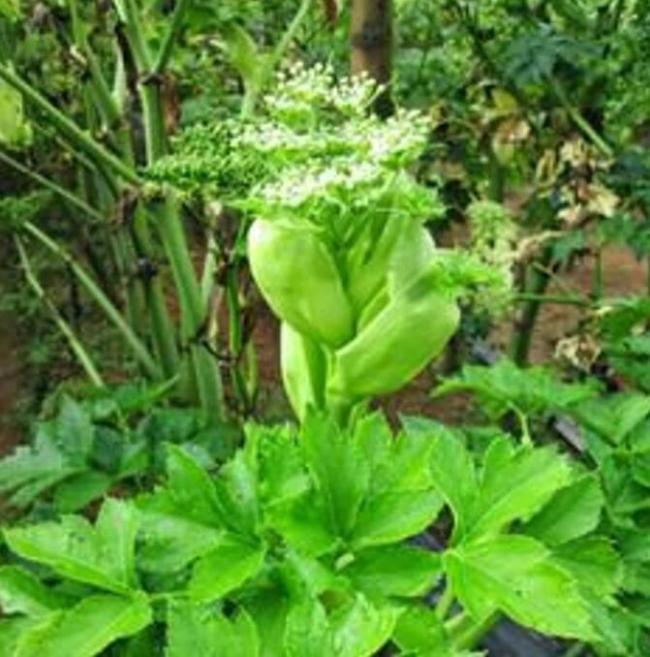 US$ 2.91 - Ashitaba Standard Angelica Keiskei Koidzumi Certified ...