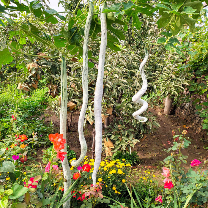 snake coil vegetable