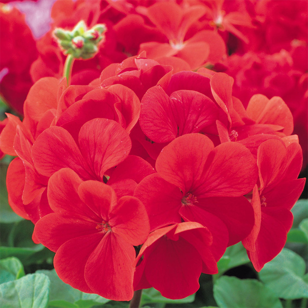 Geranium Seeds - Fire Queen F1