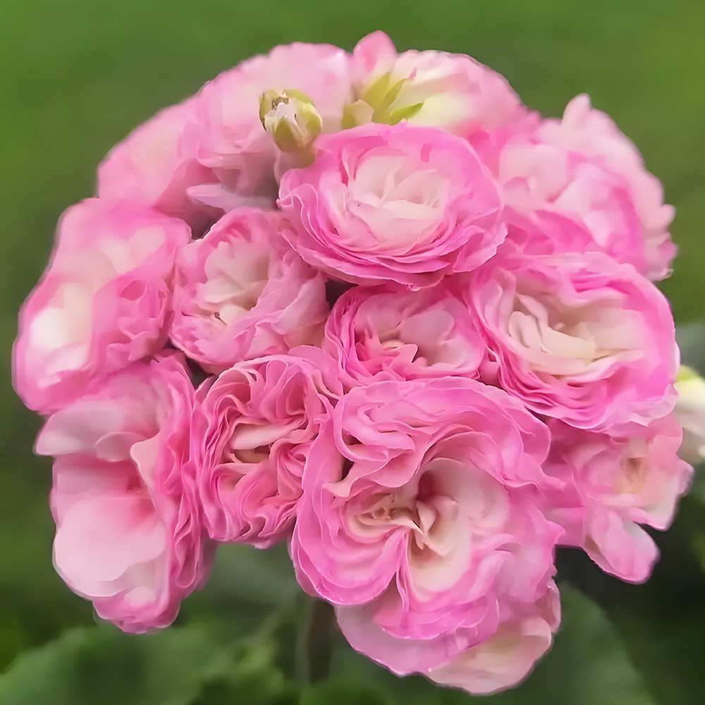 US$ 1.00 - Exclusive 'Xiuqiu' Series Water Pink Geranium Seeds - Rare ...