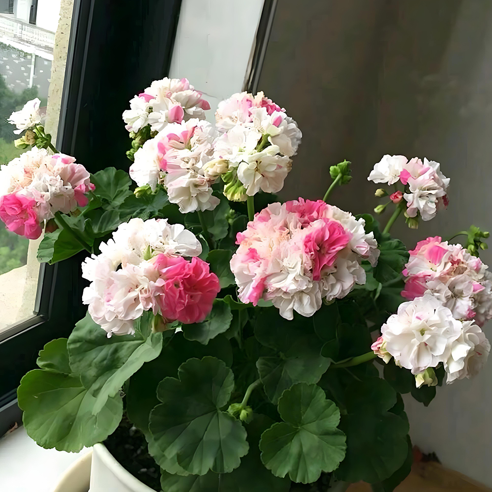 US$ 1.00 - Unique 'Jiasheng' Geranium Seeds - White & Pink Double ...