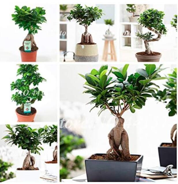 US$ 1.45 - Ficus Lyrata Seeds, Potted Balcony Banyan Tree Leaf - www ...