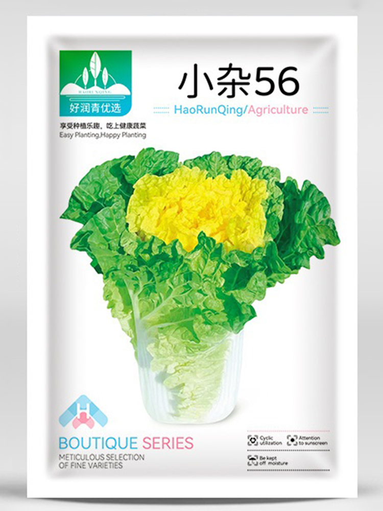Xiao Za 56 Early-Maturing Yellow Heart Chinese Cabbage, Heat-Resistant ...