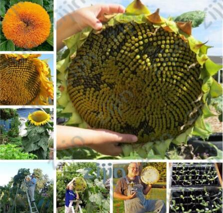 US$ 1.45 - Giant Sunflower Seed Giant big Flower Seed Sunflower Russian ...