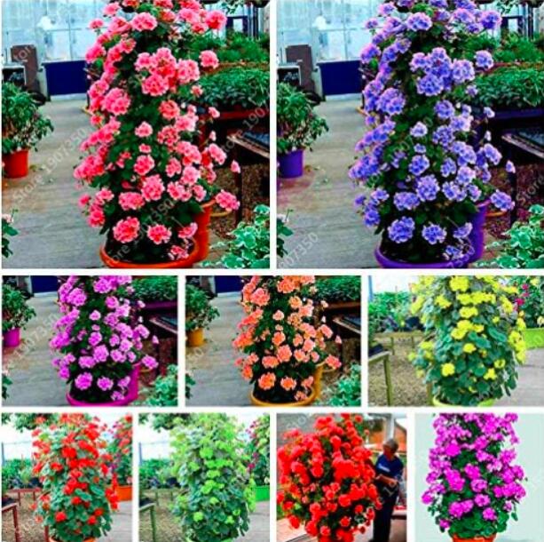US$ 3.64 - Climbing Geranium Seeds, Mixed - www.deargogo.com