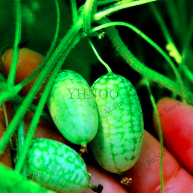 US$ 2.18 - Mini Watermelon Cucumbers Seed Vegetables Fruit Thumb Water ...