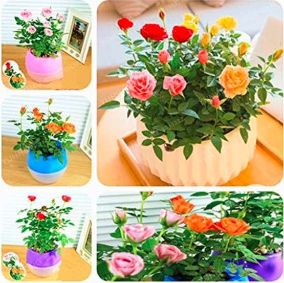 US$ 1.45 - Mini Rose Seed Miniature Rose Seed A Little Cute Plants for ...
