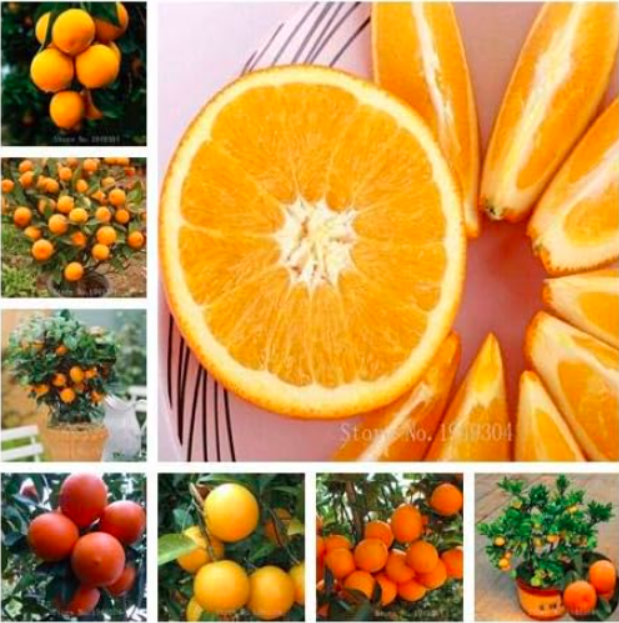 orange colored tree fruit