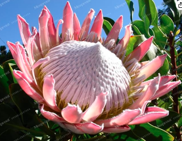 US$ 2.18 - Fresh Rare Protea Cynaroides Seed Easy Planting Rare Seed ...