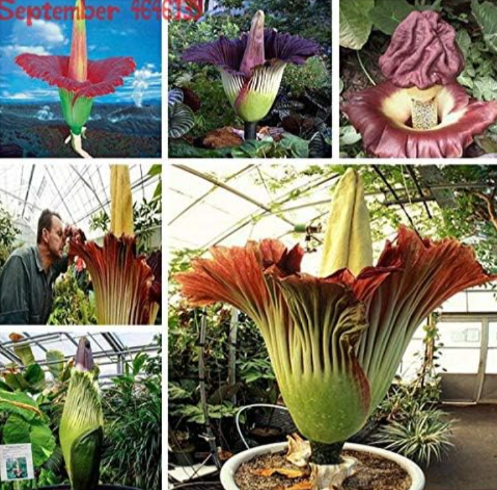 US$ 1.89 - Corpse Flower Plant Seeds, Mixed - www.deargogo.com