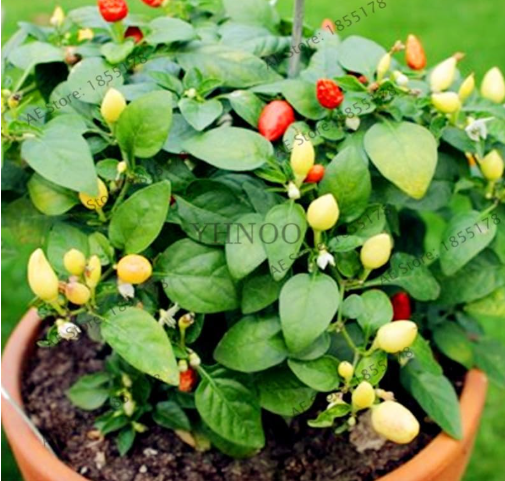 US$ 2.18 - Rare Pepper Seed Flores, Edible Ornamental Vegetable plant ...