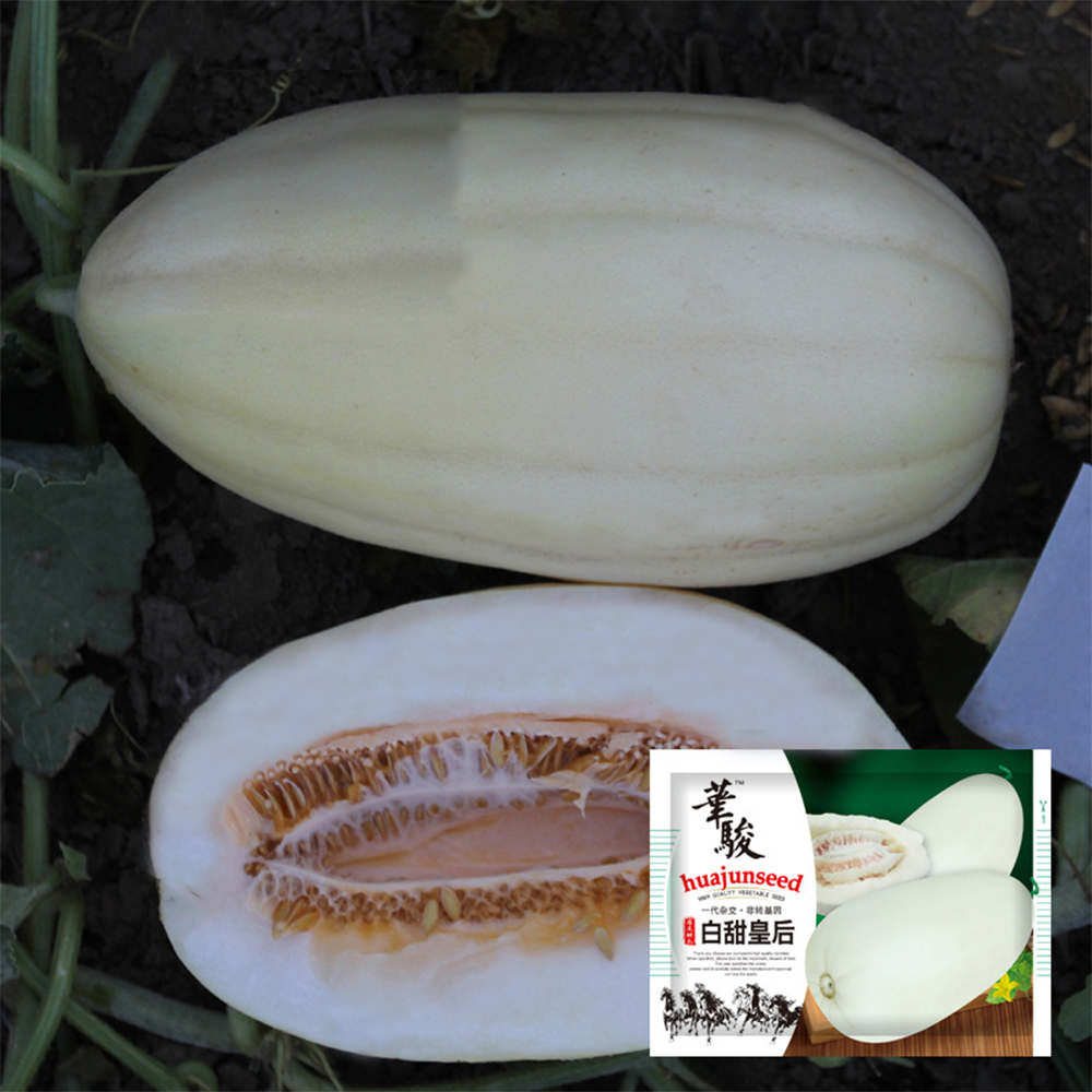 White Sweet Queen Melon Seeds: Early-Maturing, High-Yield, High sugar ...