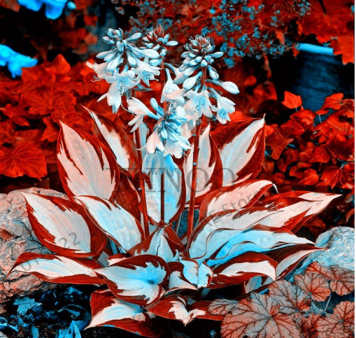 US$ 1.89 - Colorful Hosta Flower Indoor Seeds - www.deargogo.com