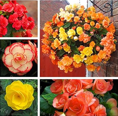 US$ 1.45 - Mixed Color Begonia Flower Seeds - www.deargogo.com