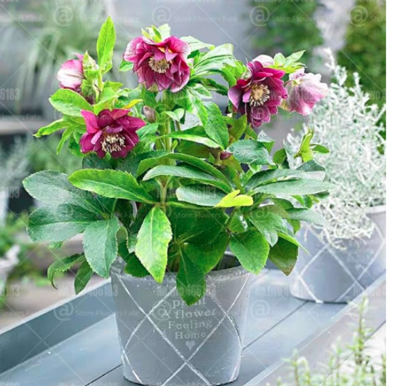 US$ 1.45 - Helleborus niger Seed flowers Christmas rose flower Cold ...