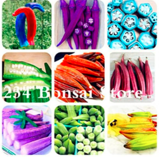 US$ 2.18 - Okra Seed, Okra Planting, Organic Heirloom Vegetable (Color ...