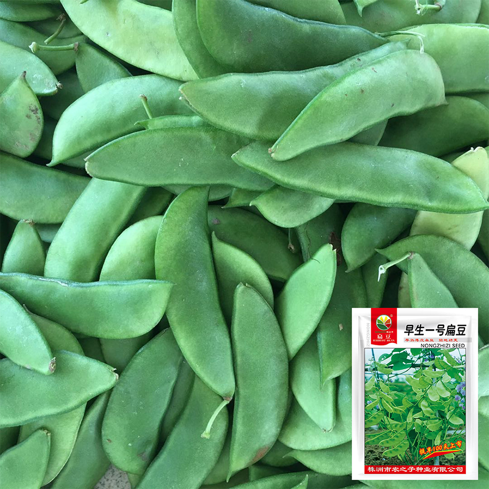 Early-maturing No.1 Hyacinth Bean Seeds: Thin-Skinned & Flavorful