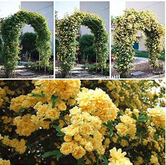 US$ 1.45 - Double Murraya Paniculata Orange Seed Jessamine Evergreen ...