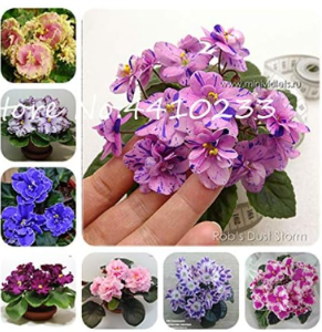 US$ 1.45 - Mini Seed Violet Rare African Flower for Garden (Color: Mix ...