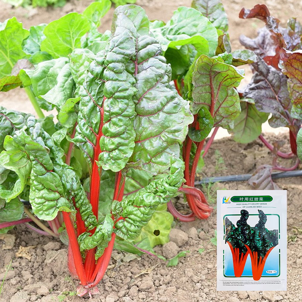 Red Swiss Chard Seeds: Easy to Grow, Flavorful