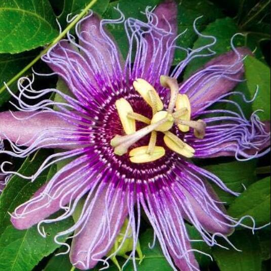 US$ 1.45 - Multicolor Varieties of passionflower Seeds Passion Flower ...