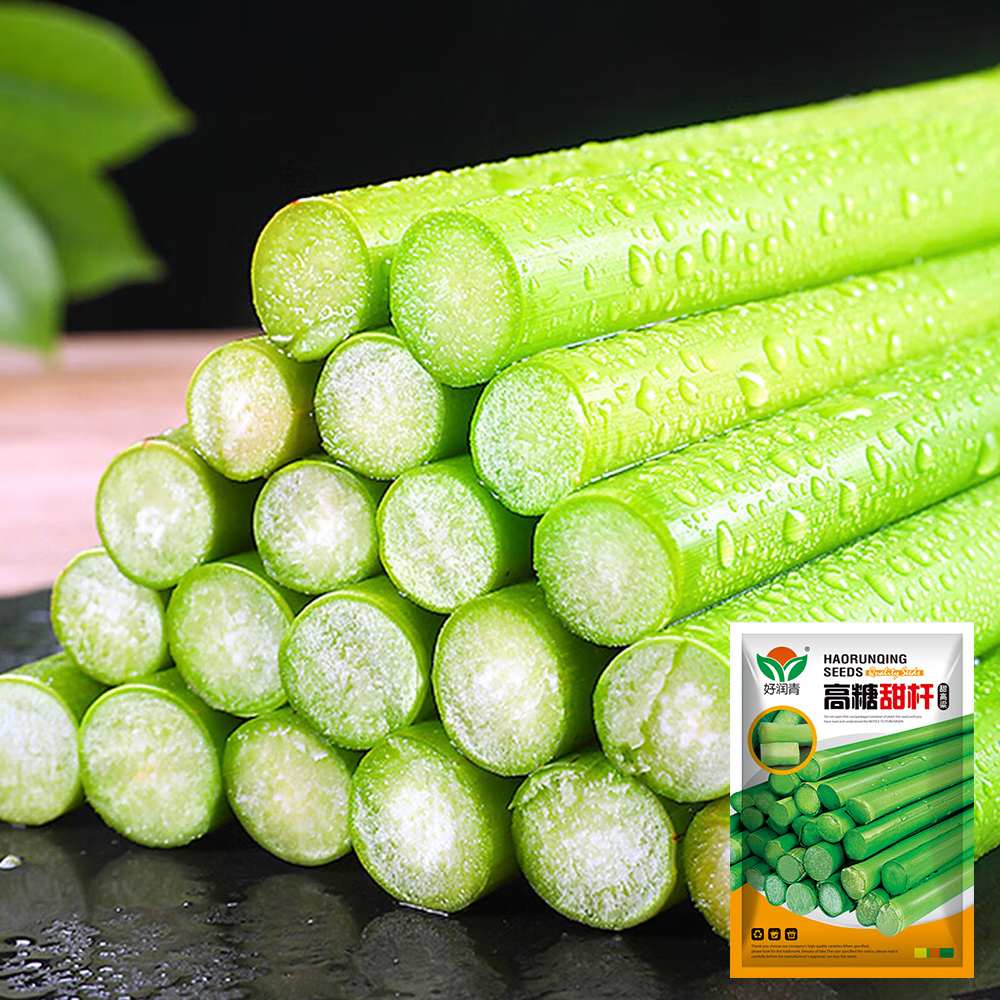 High-Sugar Sweet Sorghum Stalks Seeds – 12°Brix, Fast-Growing, Dual-Purpose