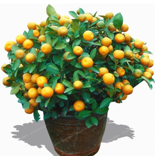US$ 1.45 - Citrus Mitis Seeds for Home Garden Grow Potted plant - www ...