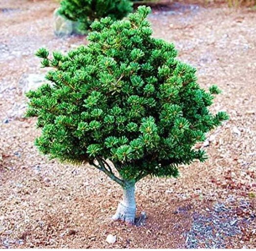 US$ 2.18 - Japanese White Spruce Pine Pinus Parviflora Tree Seed - www ...