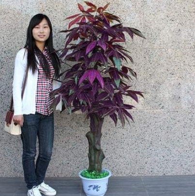 US$ 1.45 - Mini Pachira Macrocarpa Plant Rare Money Tree (Color: 7 ...