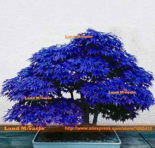 US$ 1.45 - Blue Maple Tree Seed Tree Rare Japanese Sky Blue Maple ...