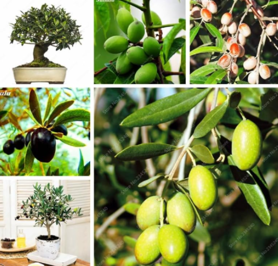 US$ 2.62 - Rare Olive Seed Tree (Olea Europaea) Potted Fresh Exotic ...