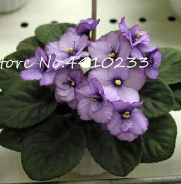 US$ 1.45 - Mini Seed Violet Rare African Flower for Garden (Color: m ...