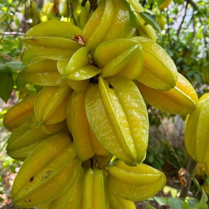 starfruit tree