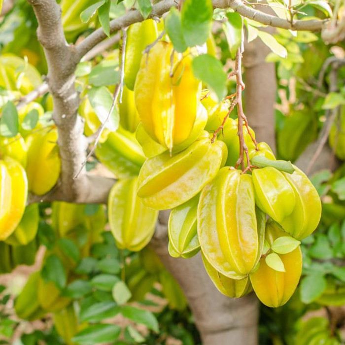 star fruit tree